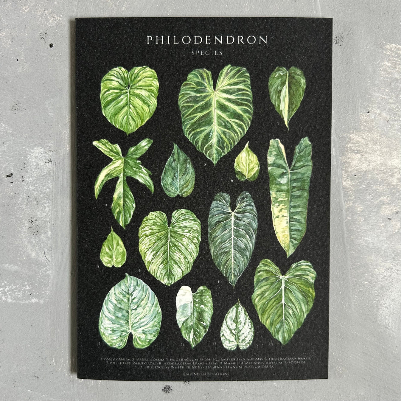 Philodendron Species Card/A6 Mini Poster – Planti Peeps