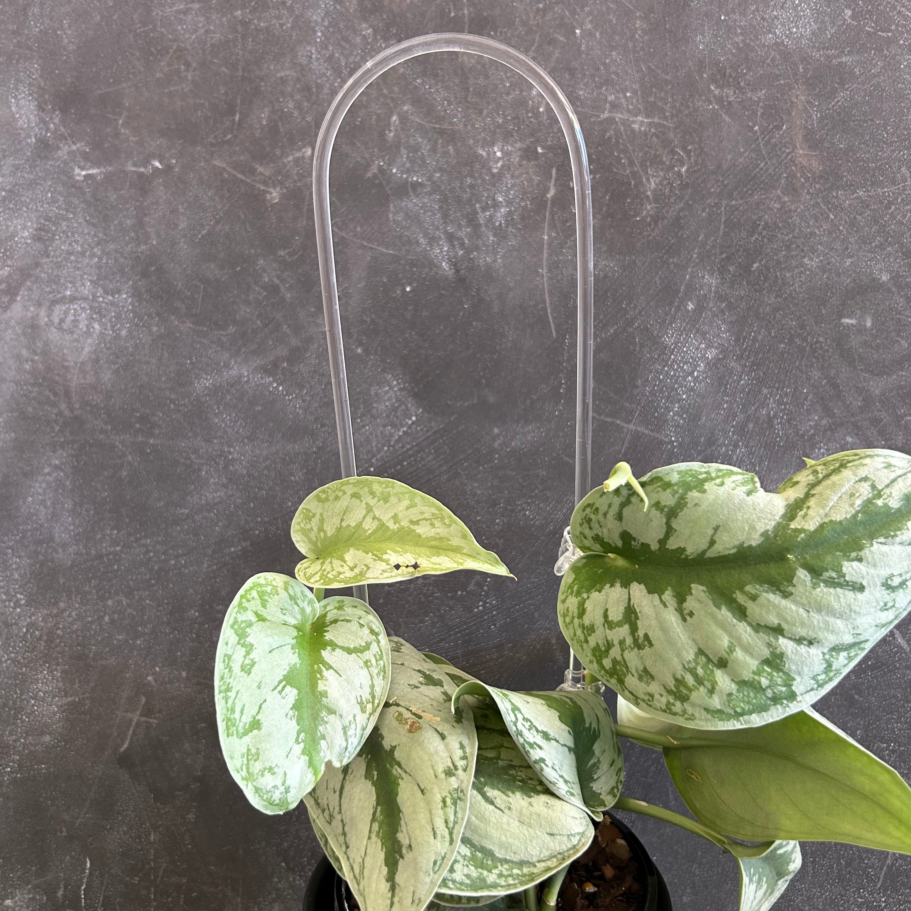 U-Shaped Acrylic Trellis – Planti Peeps