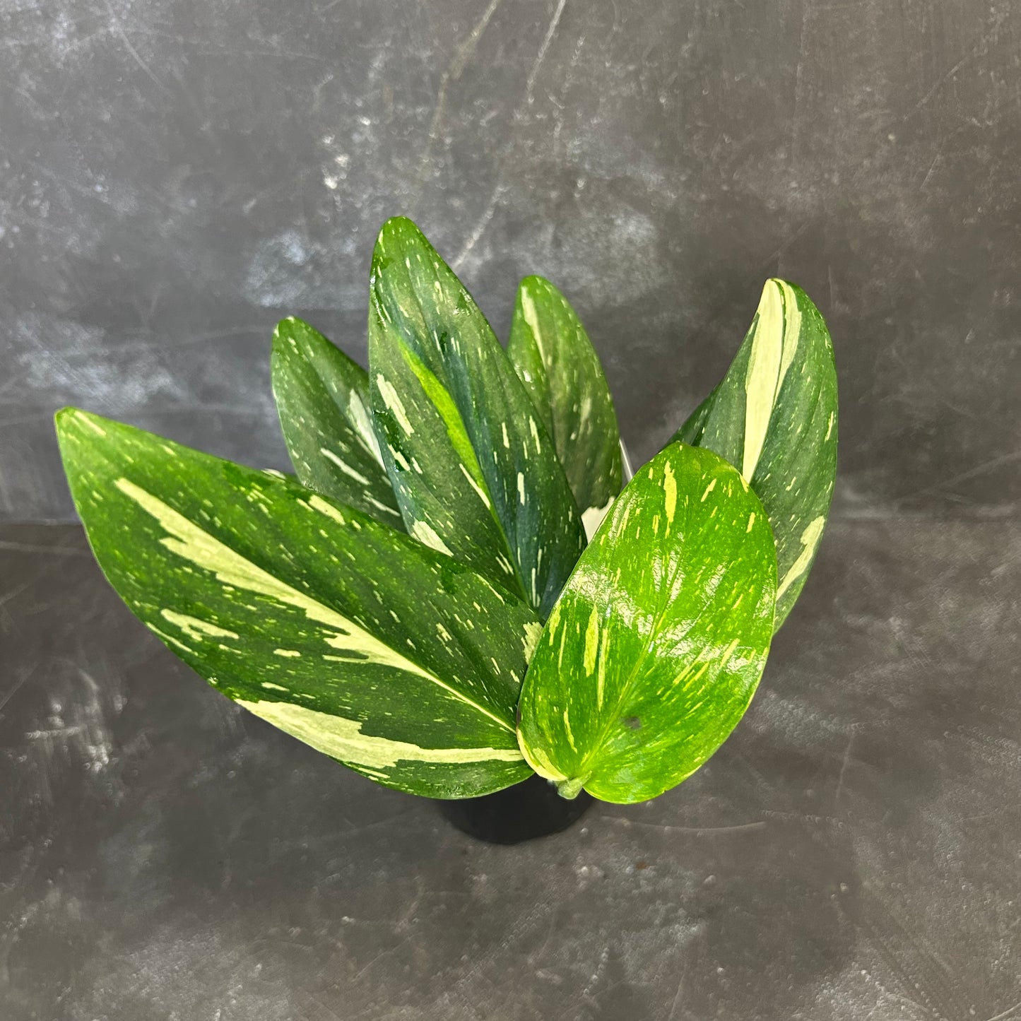 Monstera Standleyana Variegated | Collectors Climbing Indoor Plant ...