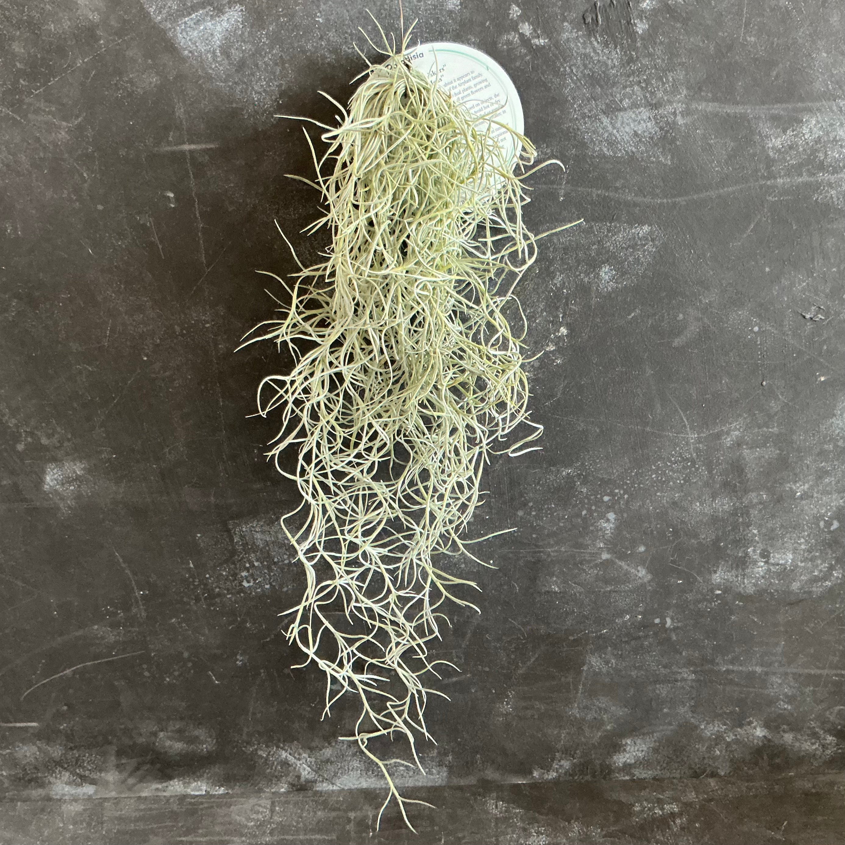 Spanish Moss Bunch | Hanging Air Plant Australia – Planti Peeps